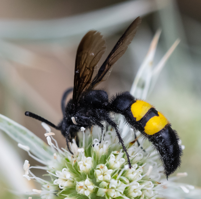 Gór Ádám találata