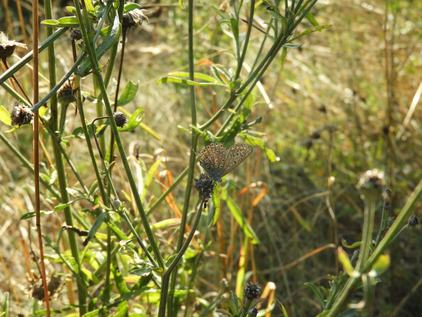 közönséges boglárka - Polyommatus icarus