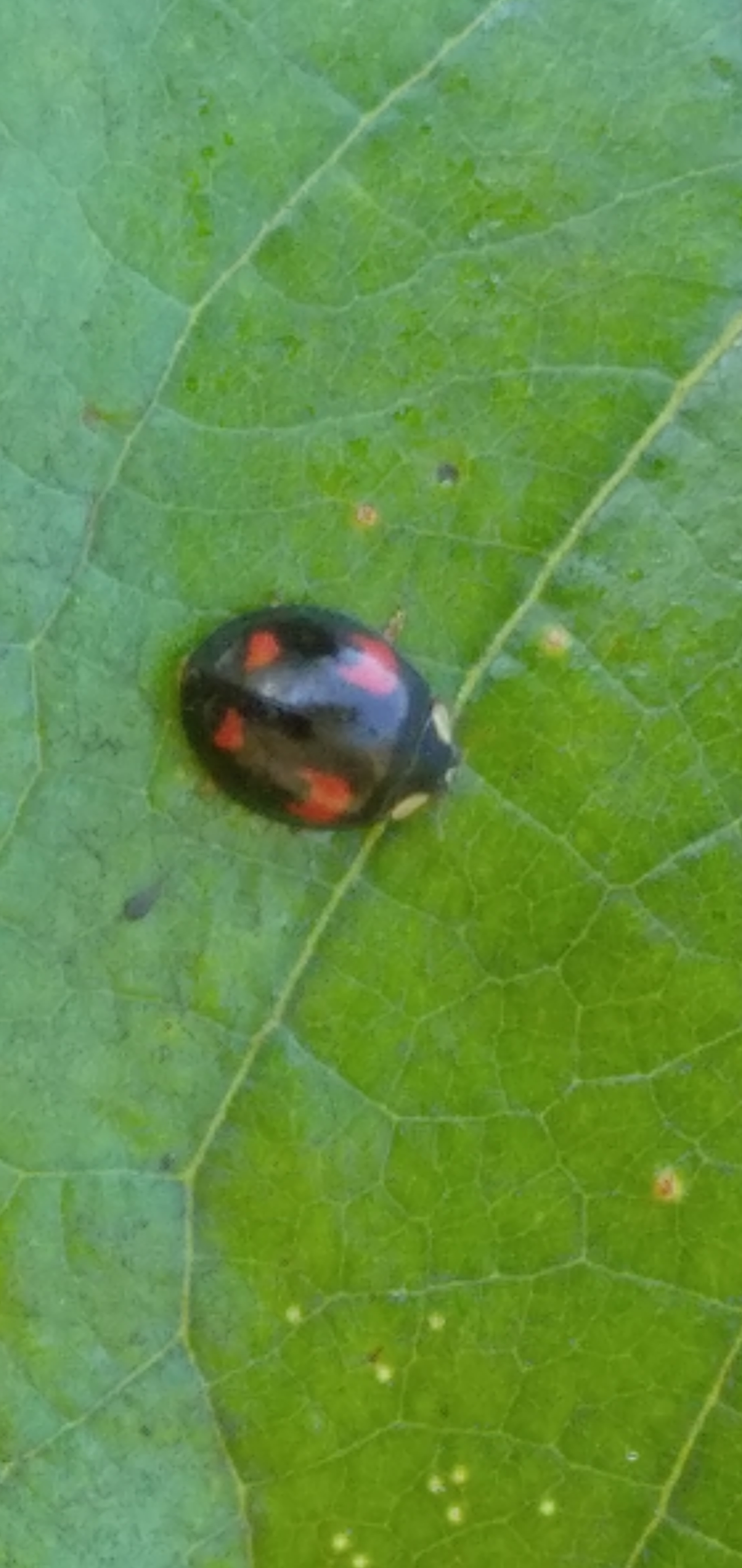 harlekinkatica - Harmonia axyridis