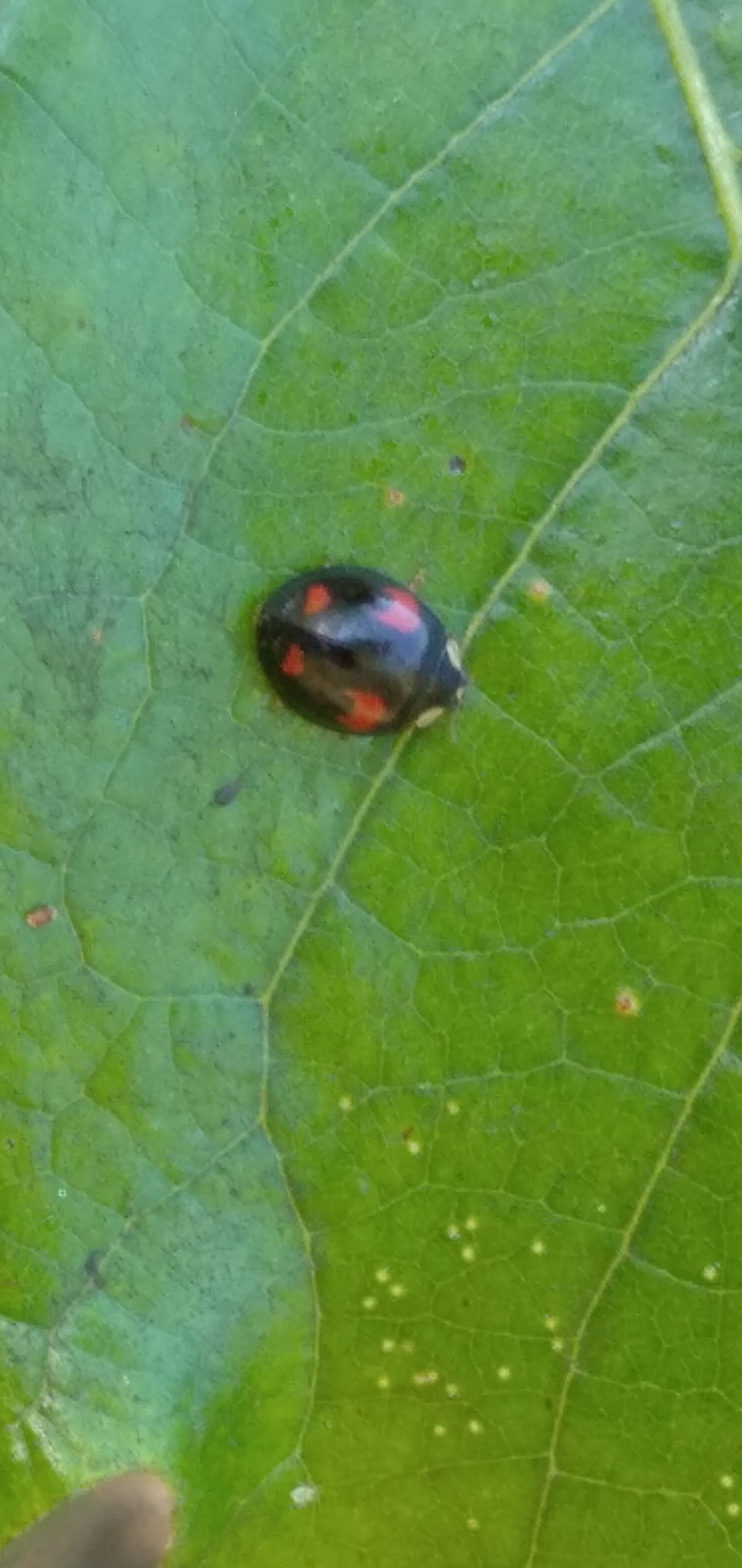 harlekinkatica - Harmonia axyridis
