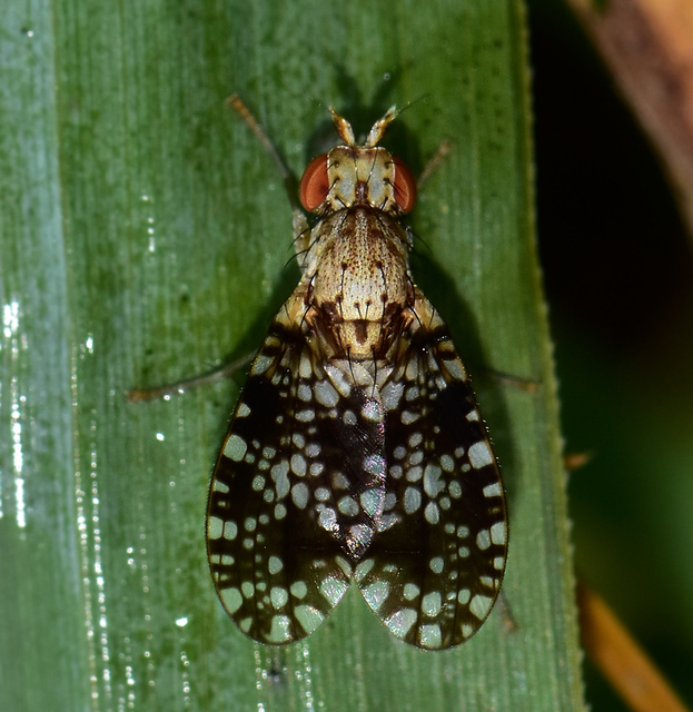 pirosszemű szarvaslégy - Trypetoptera punctulata
