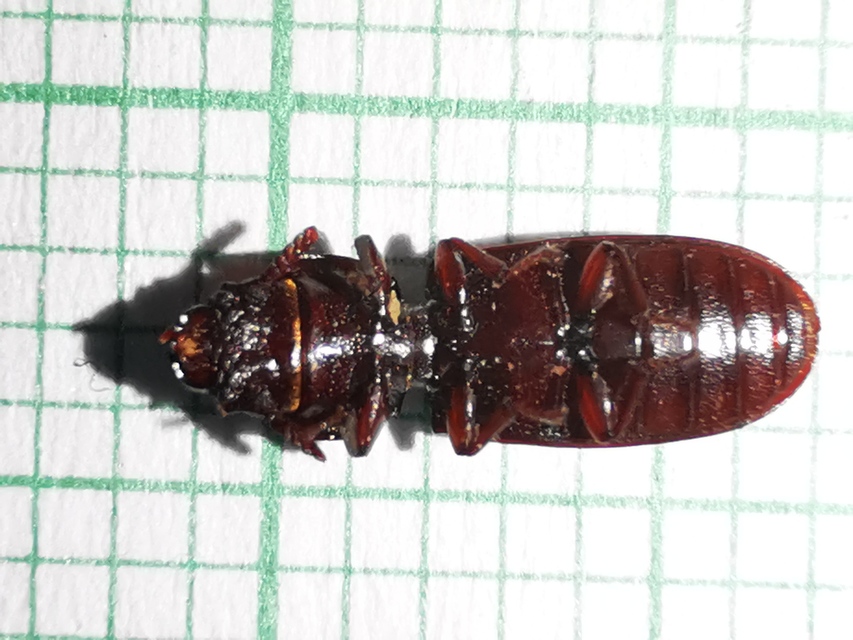 lisztmentő korongbogár - Tenebroides mauritanicus