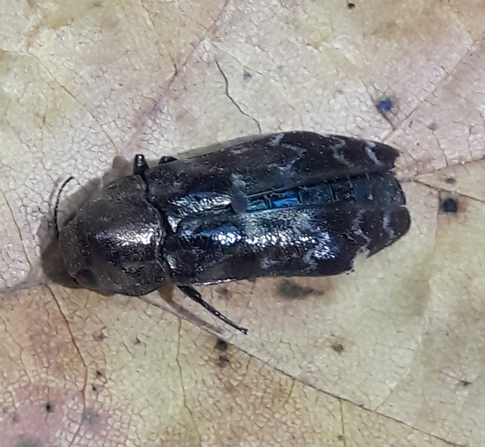 hullámos díszbogár - Coraebus undatus