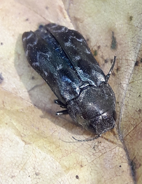 hullámos díszbogár - Coraebus undatus