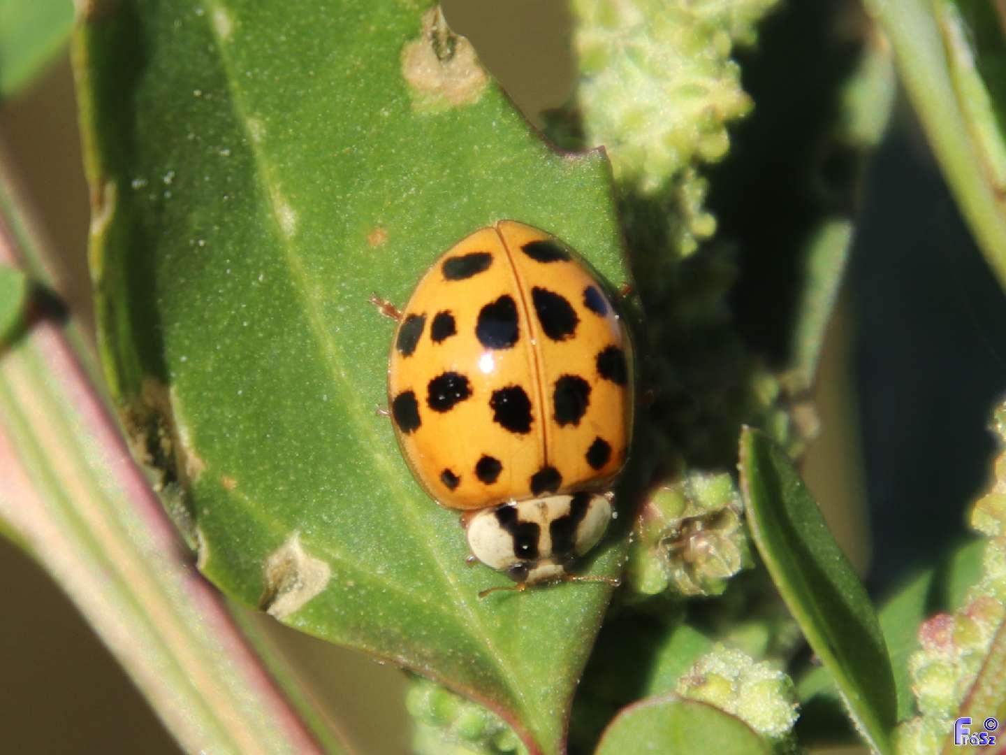 harlekinkatica - Harmonia axyridis
