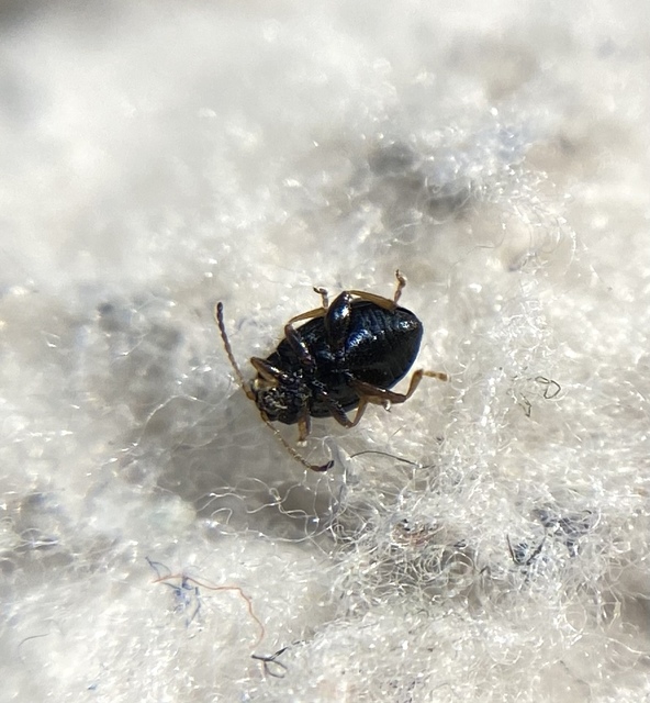 csucsorbolha - Epitrix pubescens